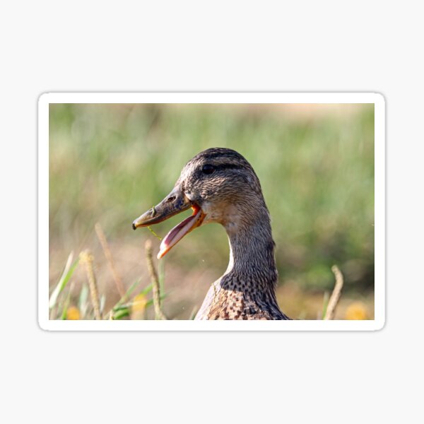 "Quack!" Sticker for Sale by GreyFeatherPhot | Redbubble