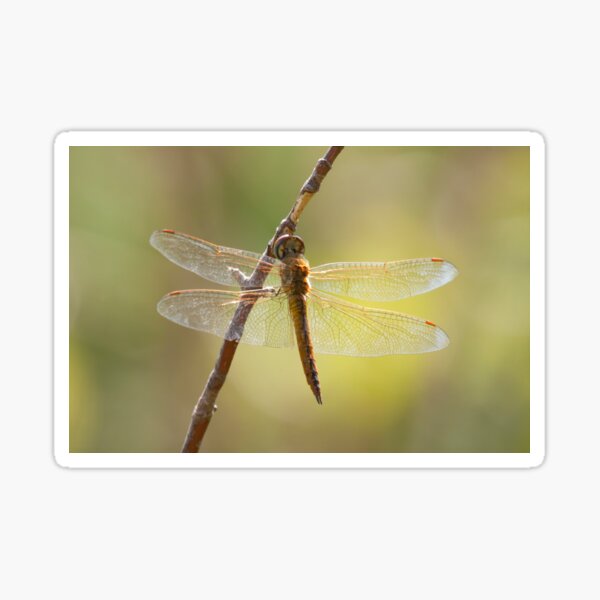 "Hanging Tough" Sticker for Sale by EugeJ | Redbubble