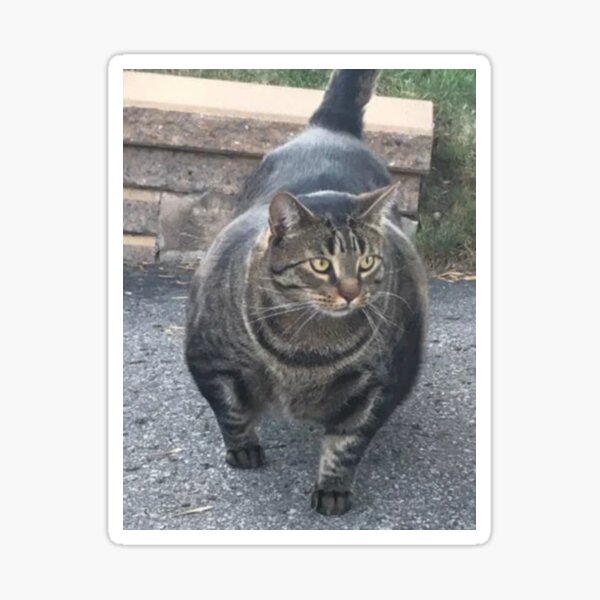 "Swole Cat" Sticker for Sale by PapaKnox | Redbubble