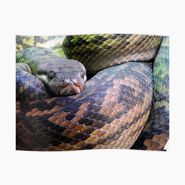 "Amethystine Python" Poster for Sale by kirstybush | Redbubble