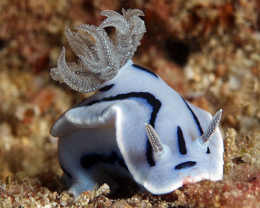 "Nudibranch (Underwater Slug)" by Jose Angel Ribas Espiñeira | Redbubble