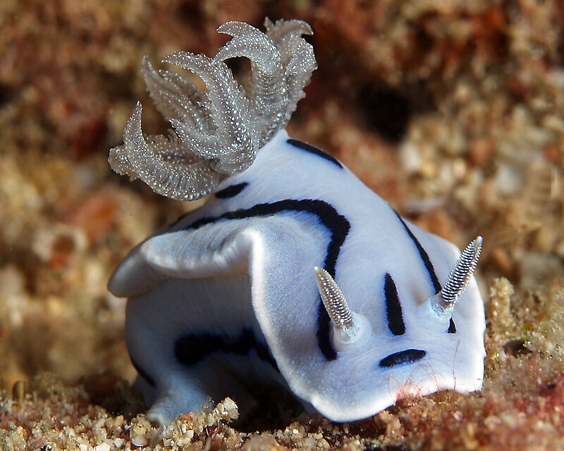 "Nudibranch (Underwater Slug)" by Jose Angel Ribas Espiñeira | Redbubble