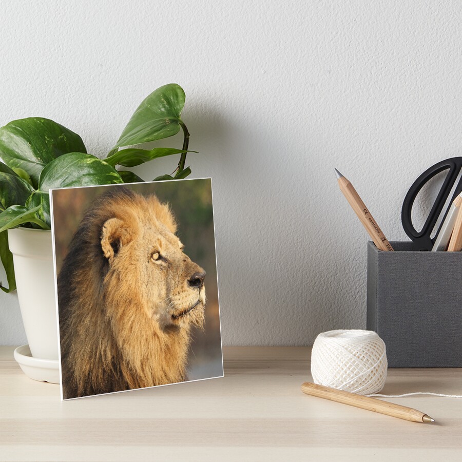 "Mapogo lion in his prime" Art Board Print by jozi1 | Redbubble