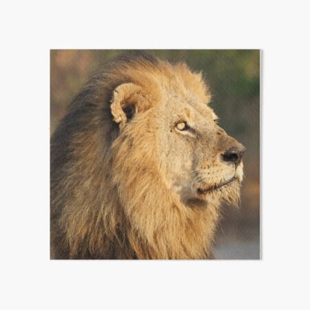 "Mapogo lion in his prime" Art Board Print by jozi1 | Redbubble
