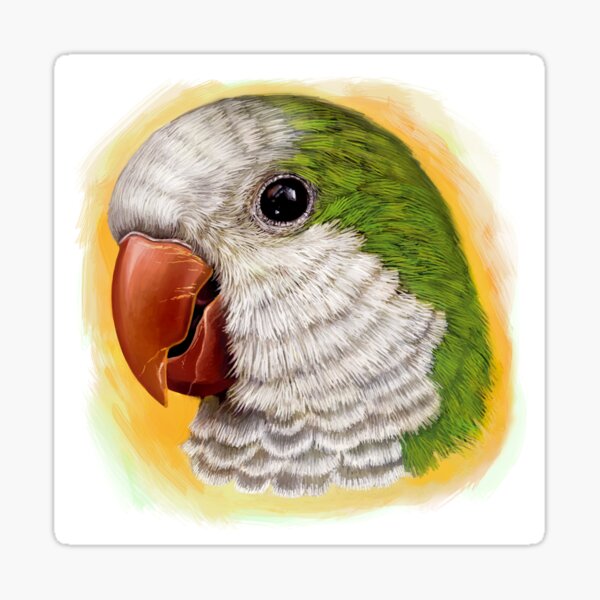"Green quaker parrot realistic painting" Sticker by lifewithbirds ...