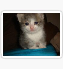 Crying Cat Meme Stickers | Redbubble