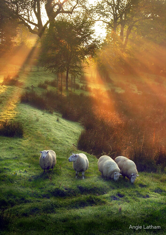 "Holy Sheep! " by Angie Latham | Redbubble