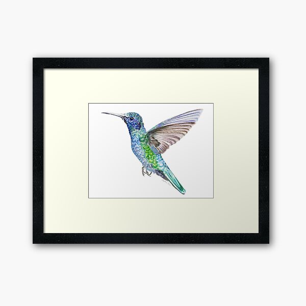 Hummingbird Framed Prints | Redbubble