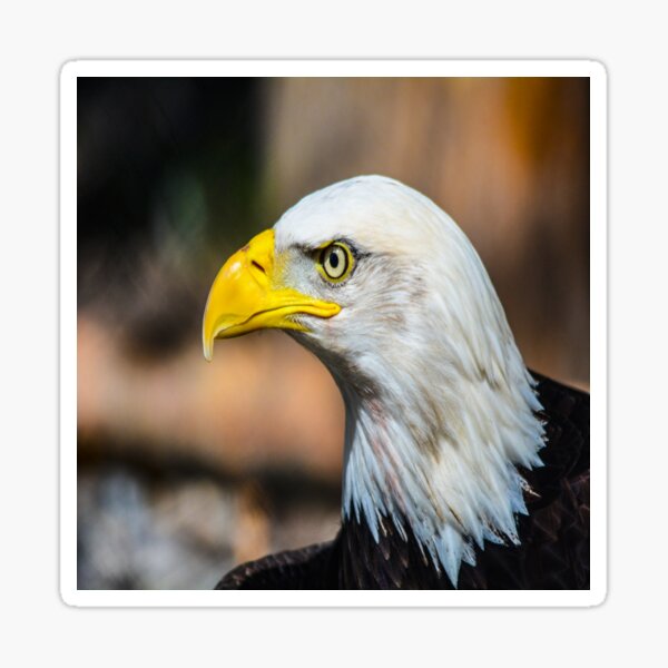 "fwc 0861 bald eagle" Sticker by fwc-usa-company | Redbubble