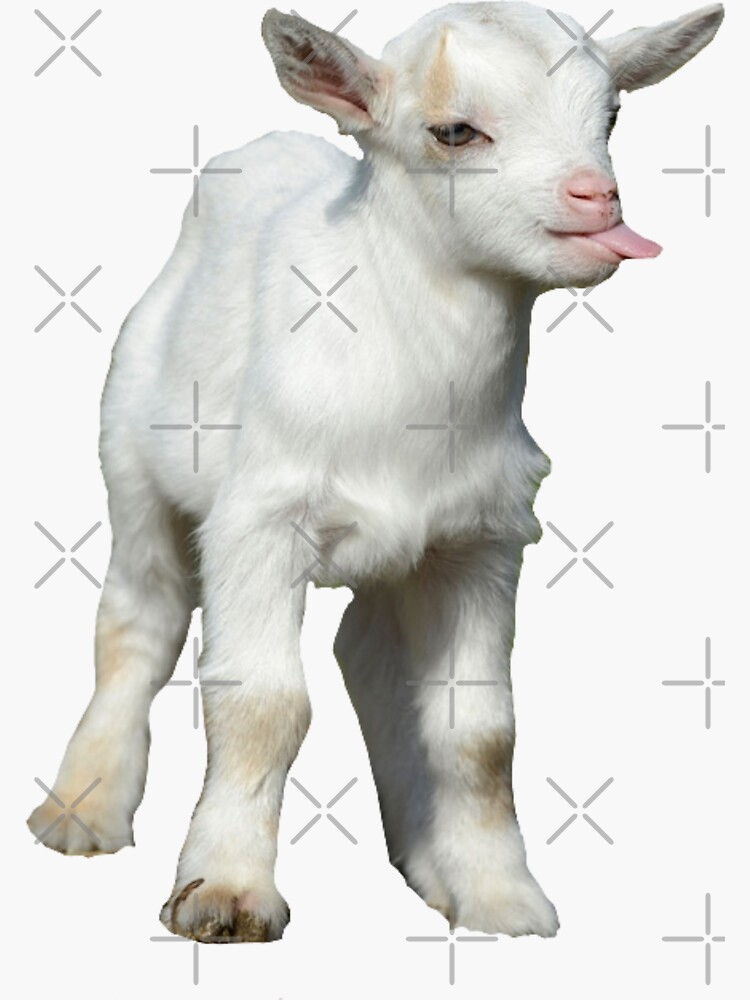 "baby goat " Sticker by PurpleMartin | Redbubble