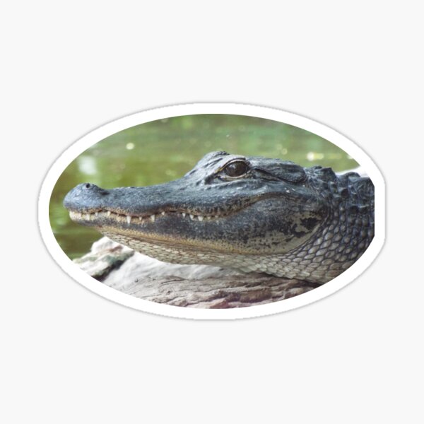 "Smiling Alligator Gator Grin" Sticker for Sale by ccnnddrr55 | Redbubble