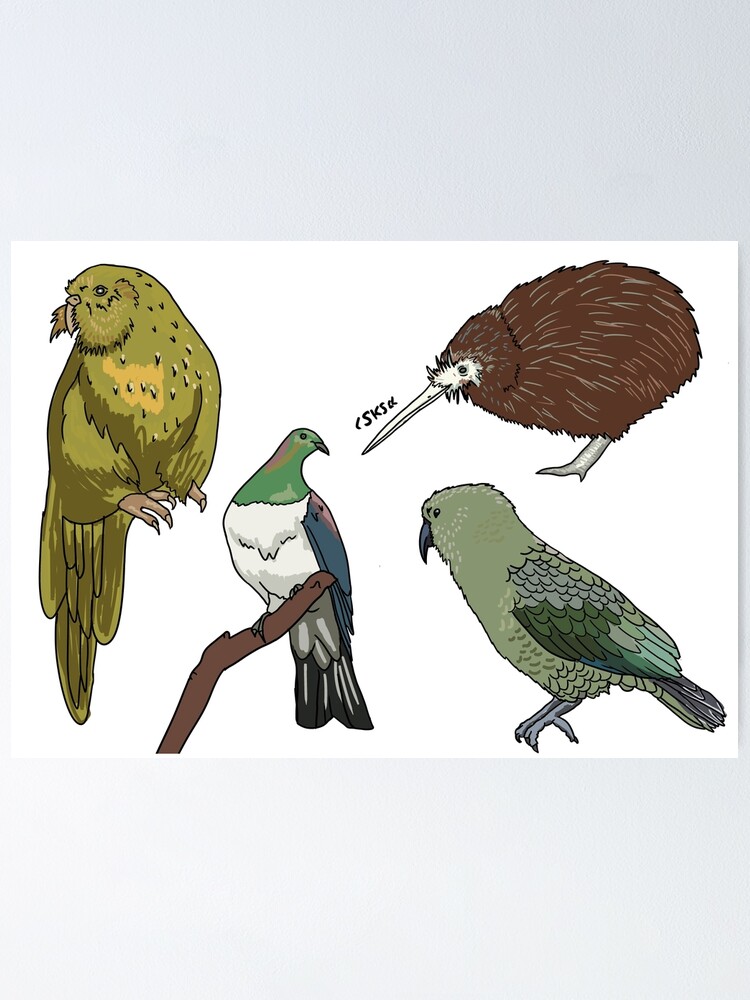 "New Zealand Native Birds" Poster for Sale by samkstephens | Redbubble