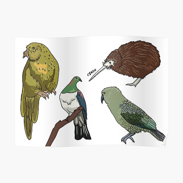 "New Zealand Native Birds" Poster for Sale by samkstephens | Redbubble