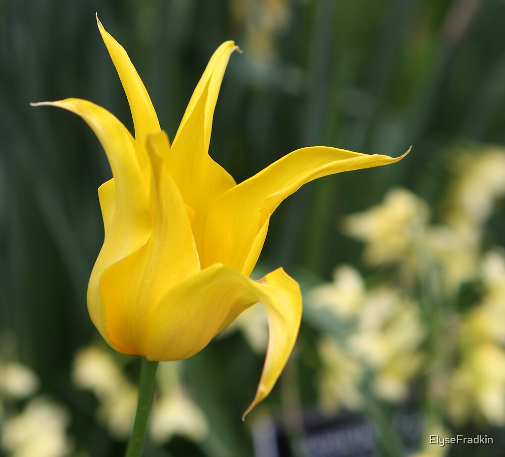 "Spiky Yellow Tulip" by ElyseFradkin | Redbubble