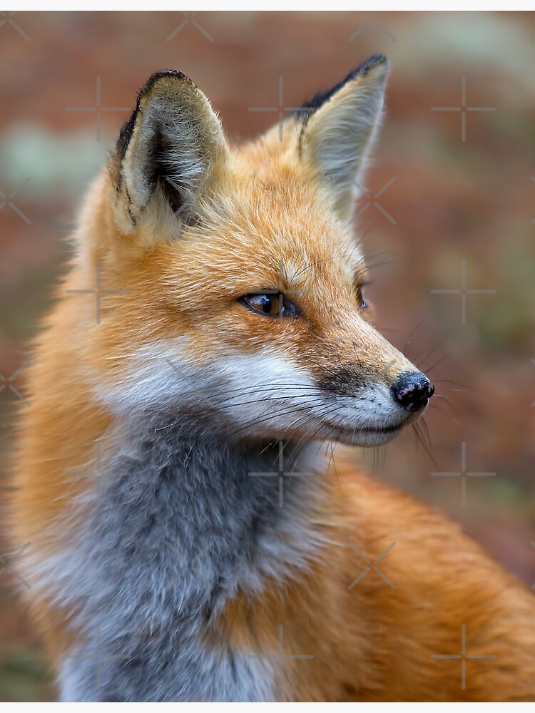 "Red Fox profile - Algonquin Park, Canada" Photographic Print by darby8 ...
