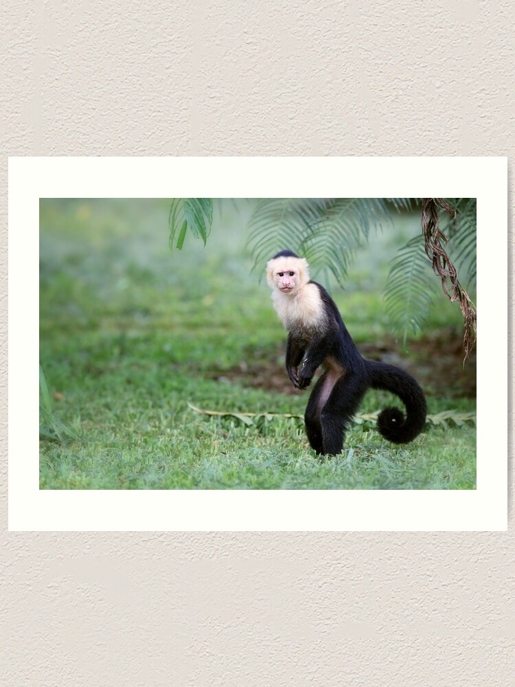 "Capuchin Monkey" Art Print for Sale by mlorenz | Redbubble