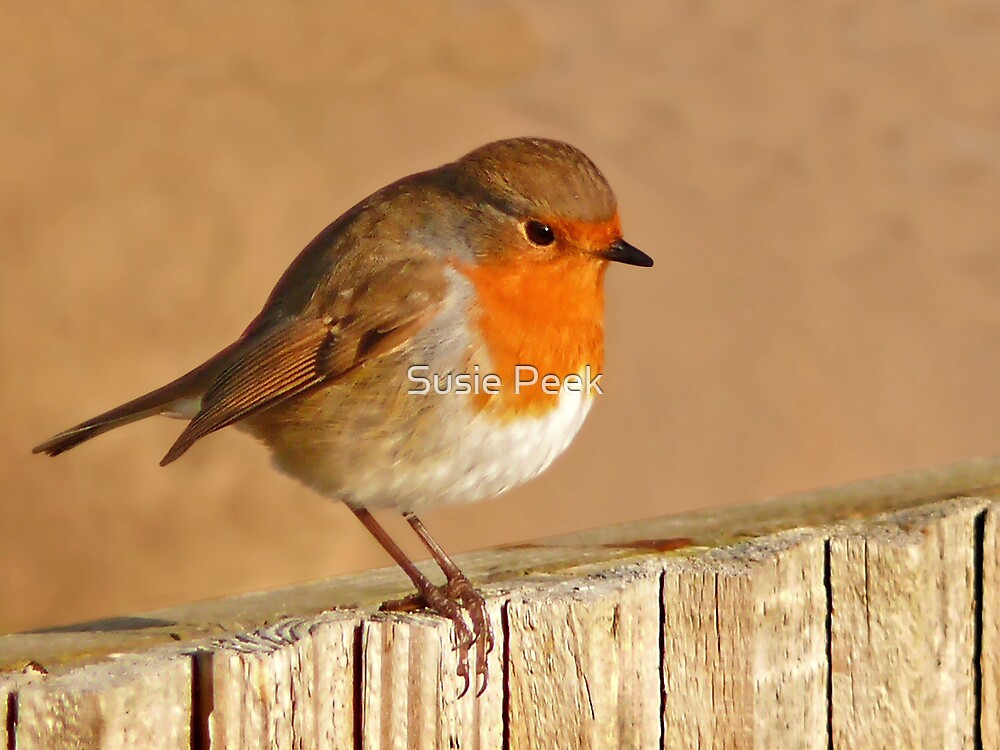 "English Robin" by Susie Peek | Redbubble