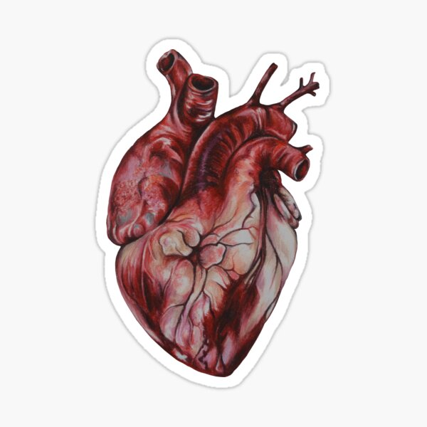 "Human Heart" Sticker by astralwyvern | Redbubble