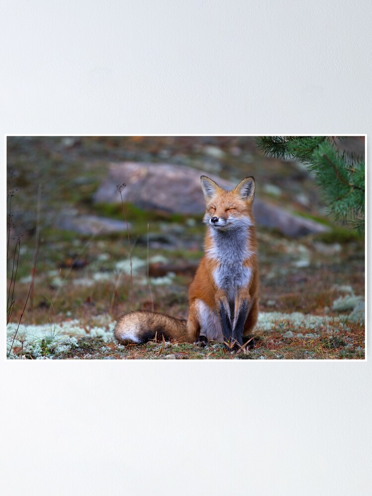 "Red Fox Zen - Algonquin Park, Canada" Poster for Sale by darby8 ...