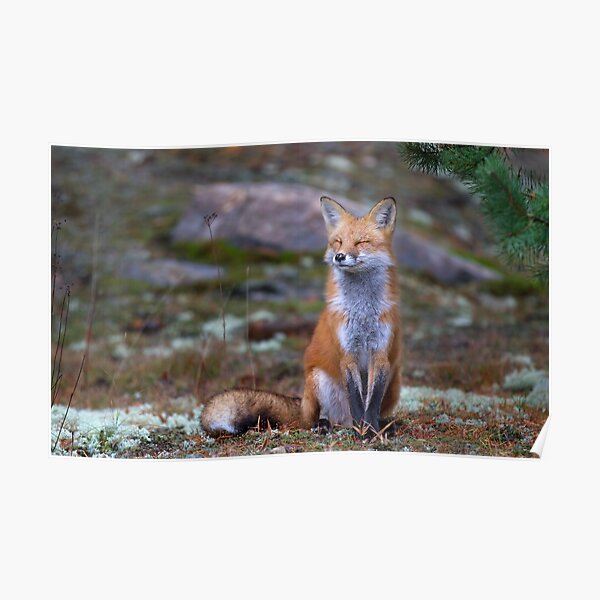 "Red Fox Zen - Algonquin Park, Canada" Poster for Sale by darby8 ...