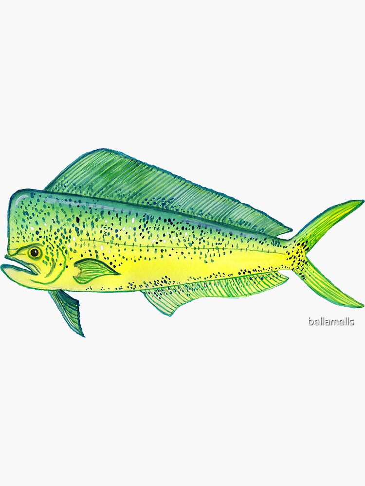 "Original Watercolor Illustration of a Mahi - Mahi, Dolphinfish ...