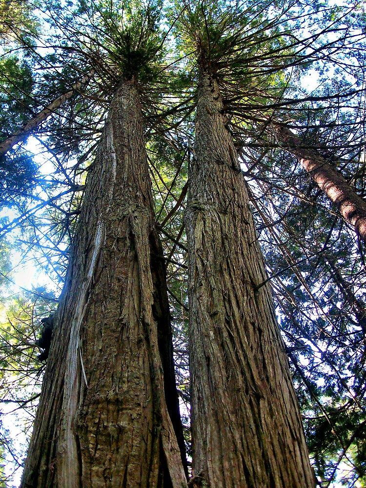 "Double Red Cedar - Trail of the Cedars - Glacier National Park" by ...