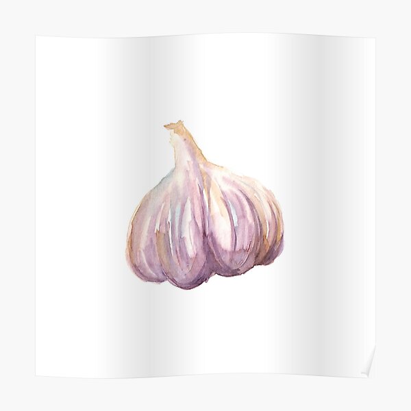 "Watercolor garlic" Poster for Sale by FuzzyLogicKate | Redbubble
