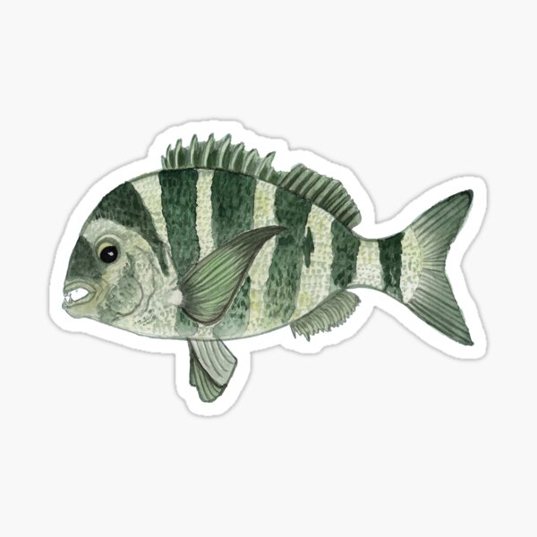 "Original Watercolor Illustration of an Sheepshead Fish" Sticker for ...