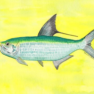 "Original Watercolor Illustration of a Tarpon Fish" Sticker for Sale by ...