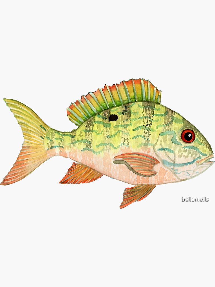 "Original Watercolor Illustration of Mutton Snapper Fish" Sticker by ...
