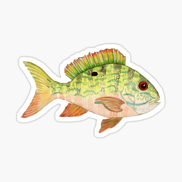 "Original Watercolor Illustration of Mutton Snapper Fish" Sticker for ...