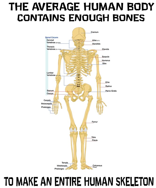 " The Average Human Body Contains Enough Bones To Make An Entire Human ...