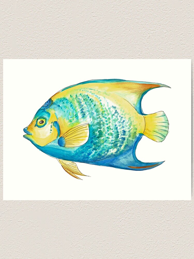 Queen Angelfish Drawing Queen Angelfish Stock Illustrations – 77