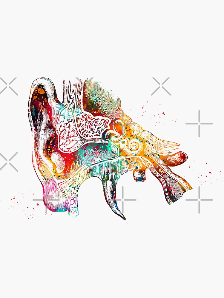 "Human ear" Sticker by erzebetth | Redbubble