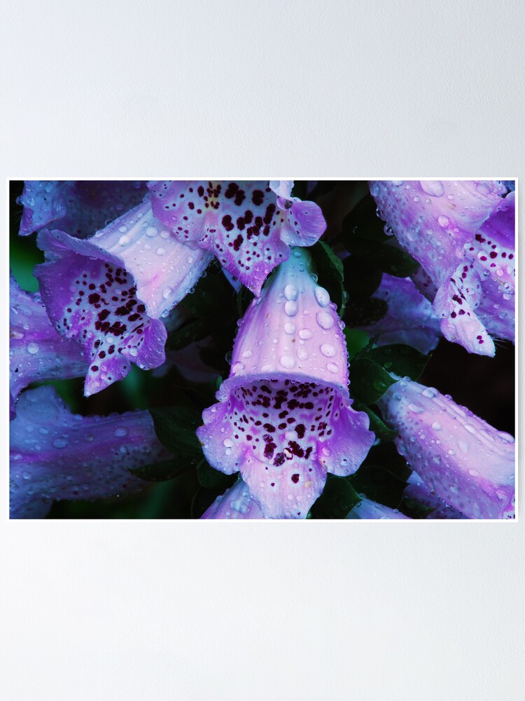 "Foxglove Morning" Poster for Sale by lavenderskyfoto | Redbubble