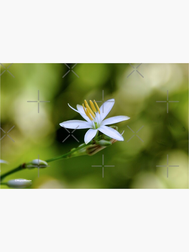 "TWINKLE LITTLE STAR - Chlorophytum bowkeri" Sticker for Sale by mags ...