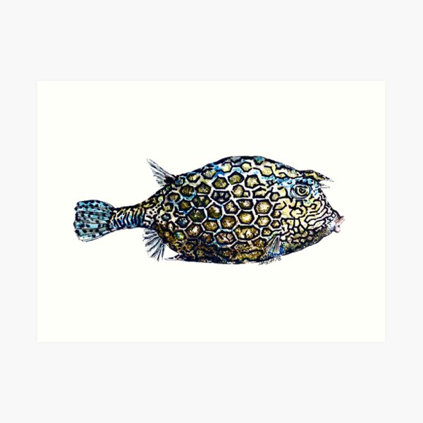"Honeycomb cowfish" Art Print for Sale by hasott | Redbubble