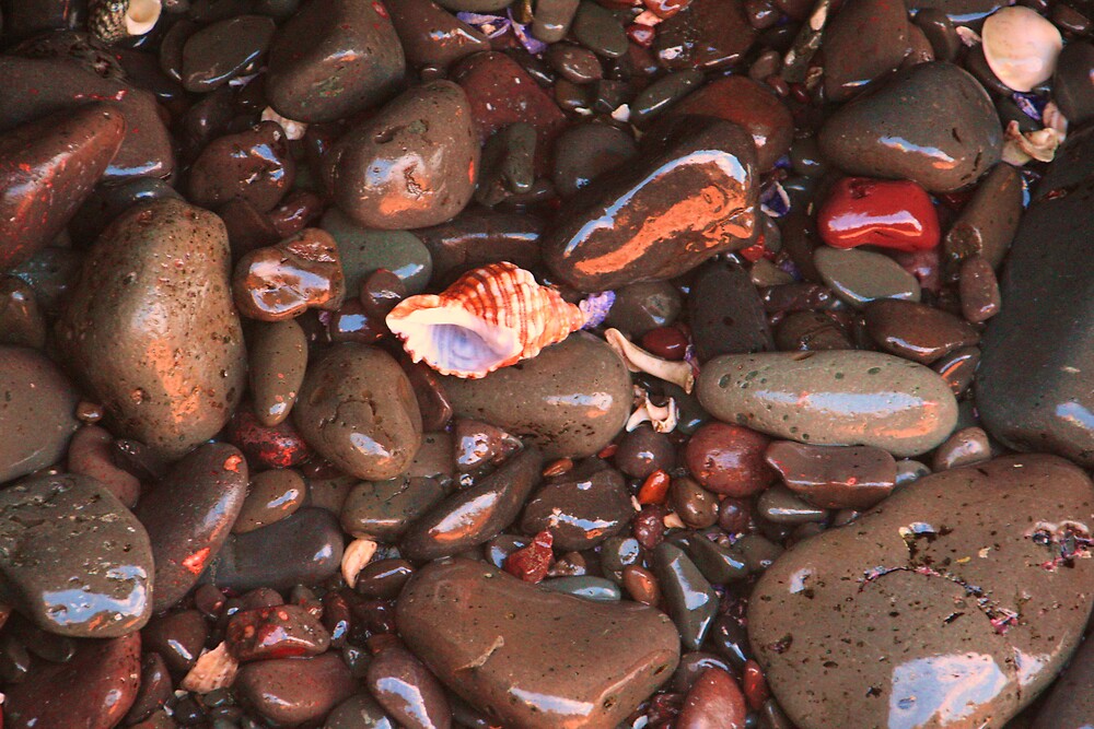 "Random shell 2" by Ian Robinson | Redbubble