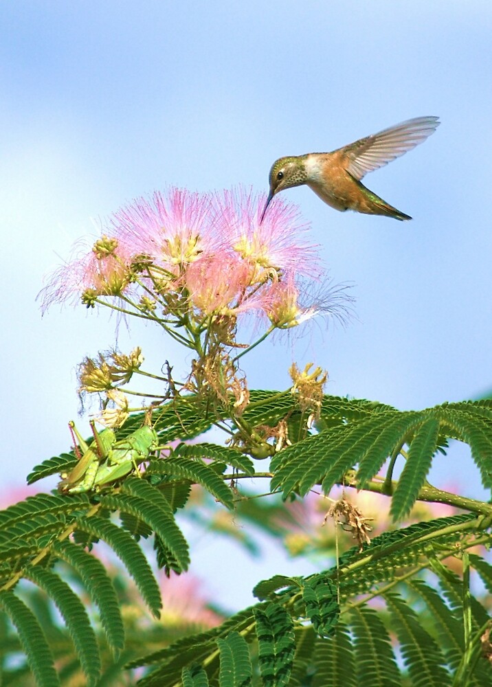 "Rufous Hummingbird in Mimosa Tree with Grasshoppers" by K D Graves ...