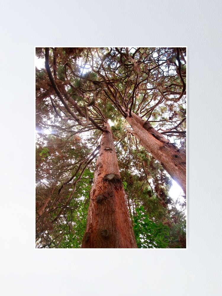 "Reach" Poster for Sale by alyssaenglund | Redbubble