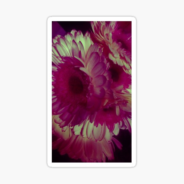 "Pink Highlighted Flowers" Sticker for Sale by OliviaHathaway | Redbubble