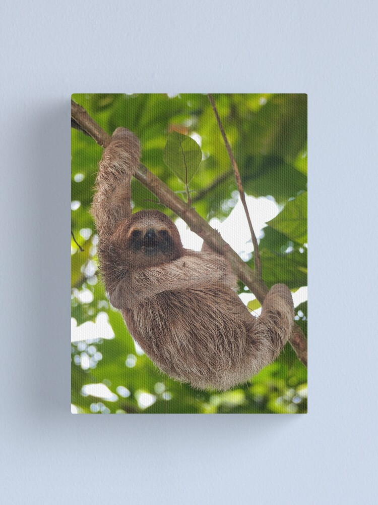 "A young three-toed sloth animal in the jungle" Canvas Print for Sale ...