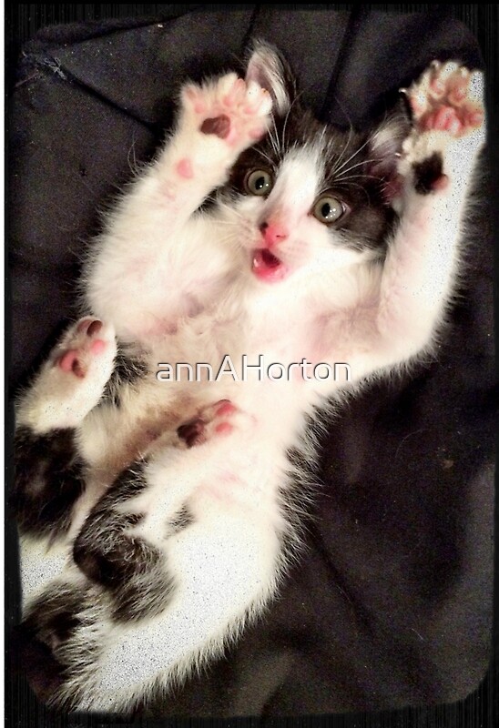 "Surprised Kitty" by annAHorton | Redbubble