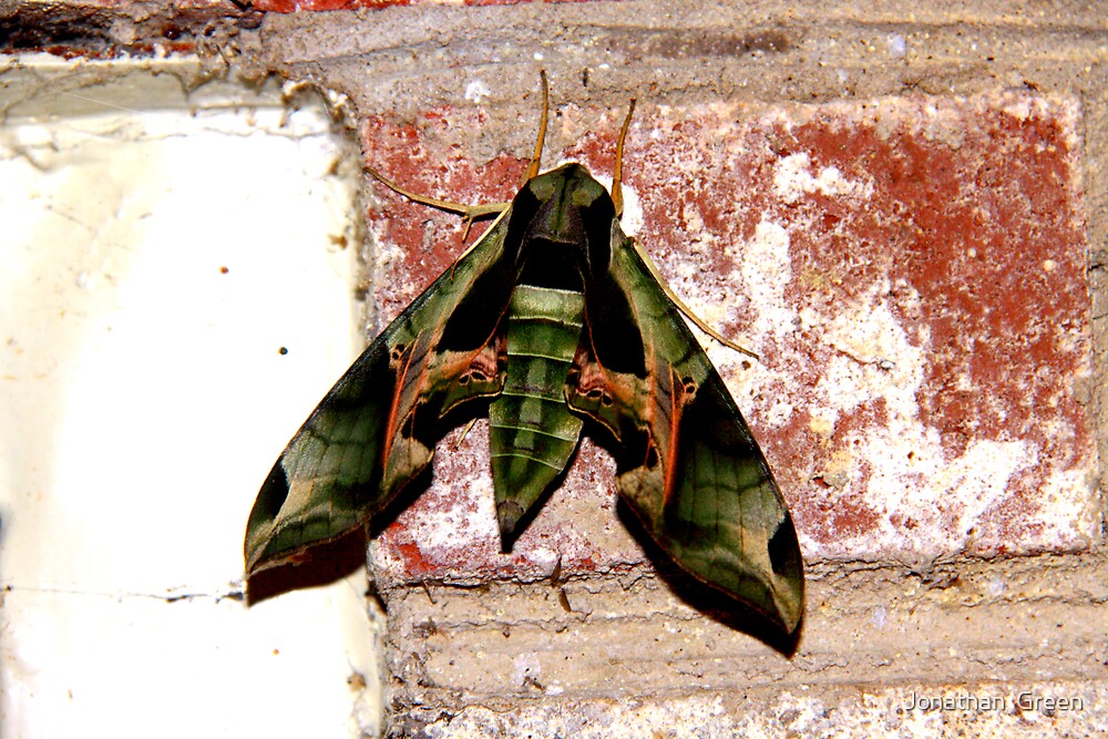« Camouflage Moth On Red Brick » par Jonathan Green | Redbubble