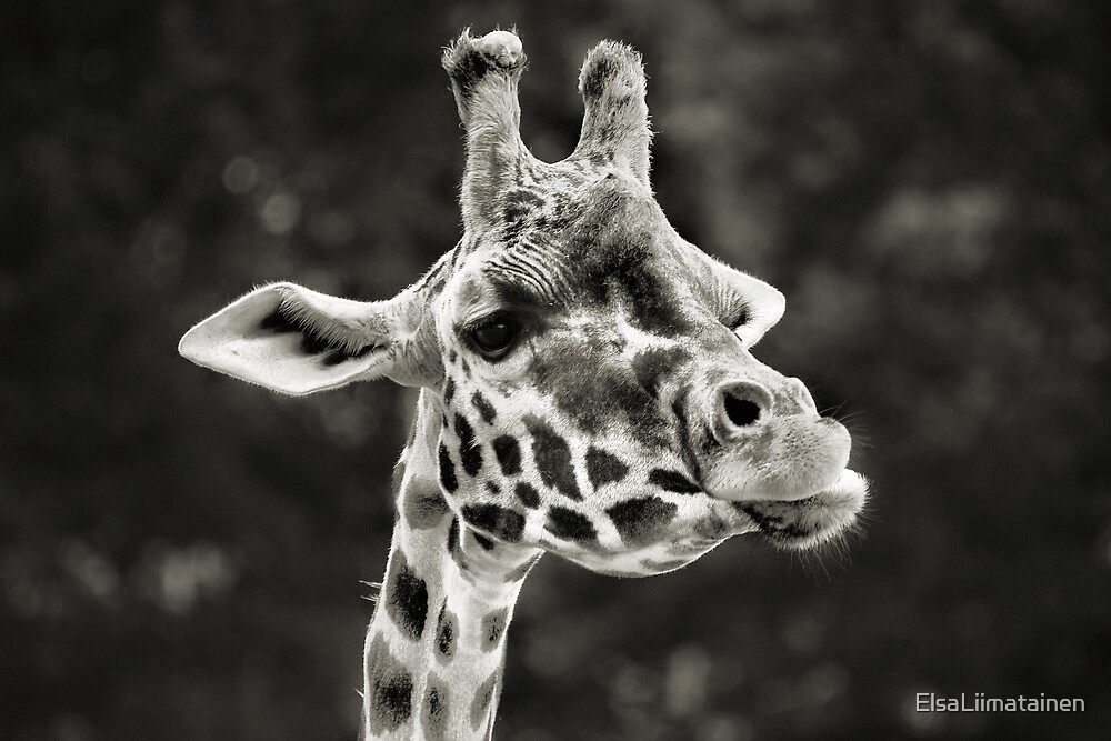 "Grumpy Giraffe" by ElsaLiimatainen | Redbubble