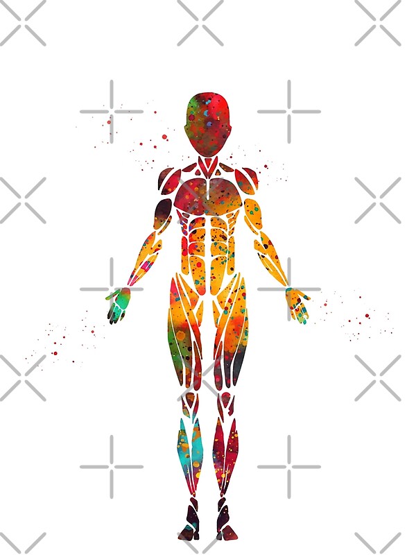 "Female muscular System, anatomy,watercolor medical art" by erzebetth ...
