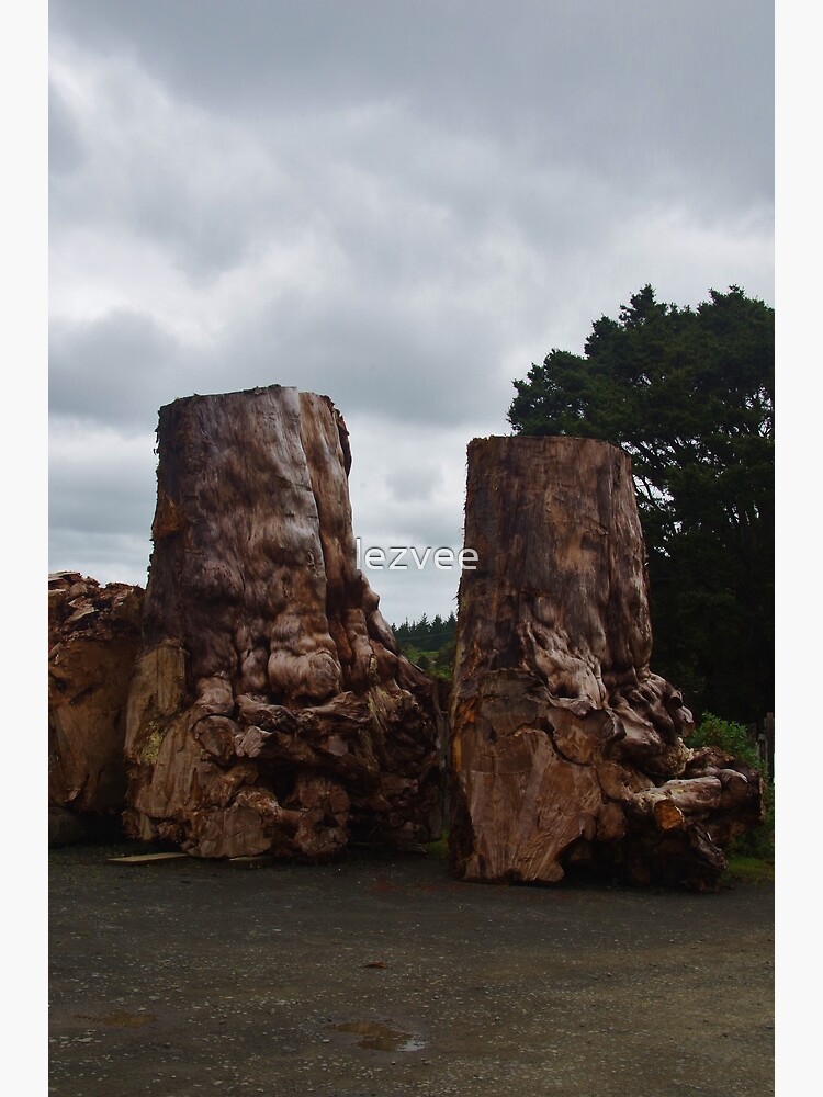 "Swamp Kauri (Agathis australis)" Framed Art Print for Sale by lezvee ...