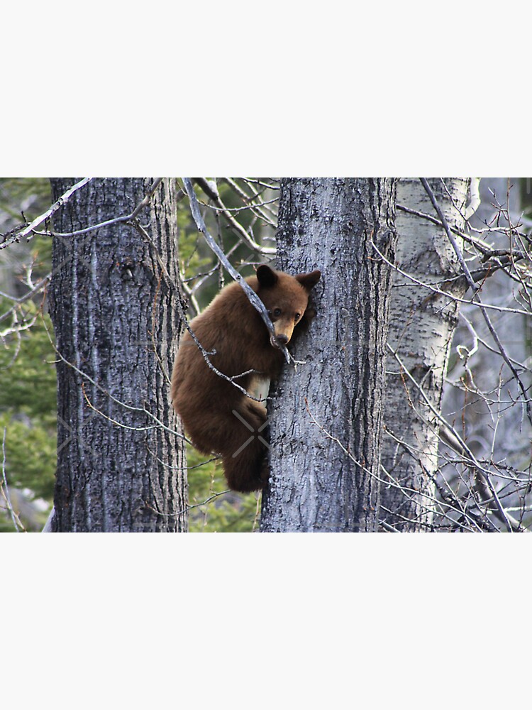 "Chewing a Branch" Sticker for Sale by alycetaylor | Redbubble