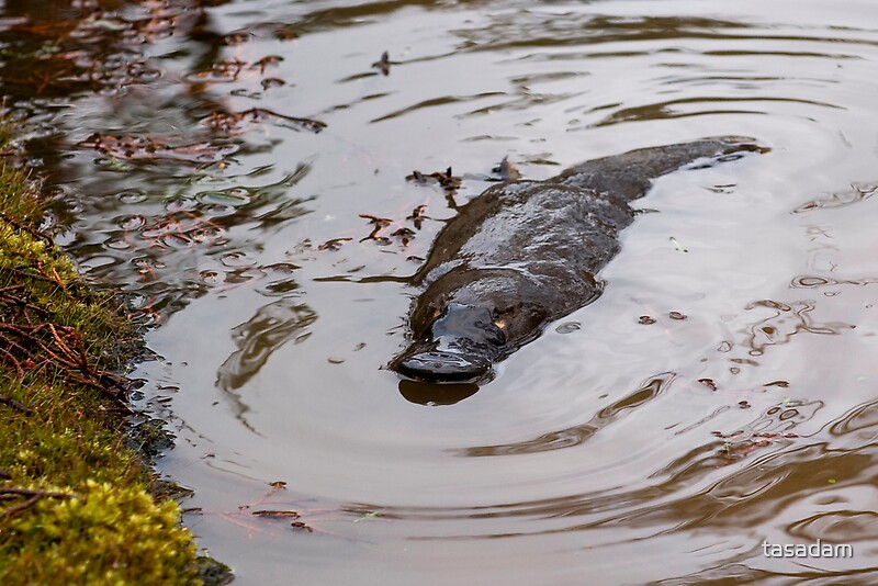 "Platypus pool" by tasadam | Redbubble