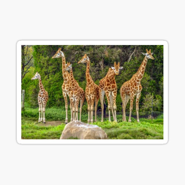 "Giraffes" Sticker by houseofgolden | Redbubble